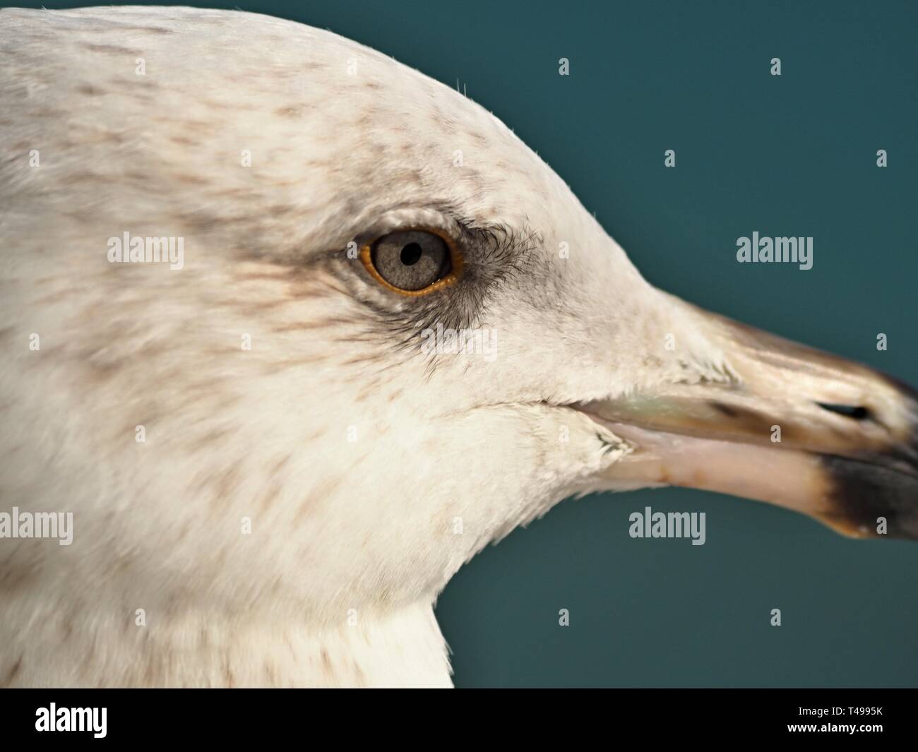 Portrait of a seagull with beautiful eyes Stock Photo - Alamy