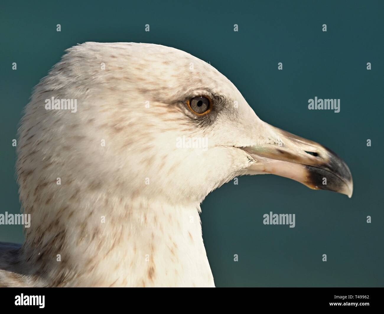 Seagull eyes hi-res stock photography and images - Alamy