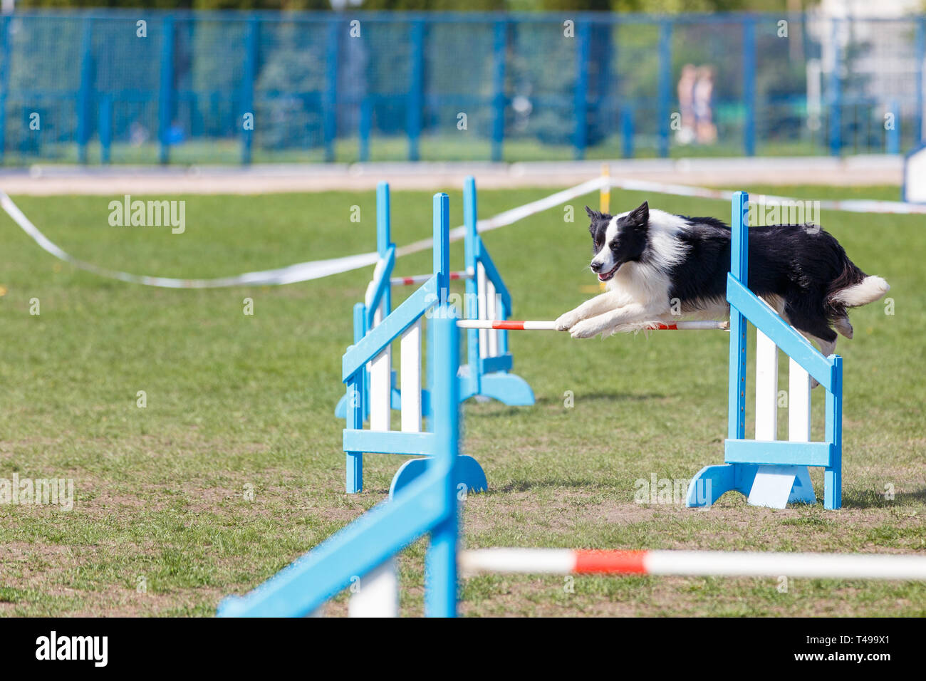 Border Collie jumping over the obstacle on dog agility sport ...