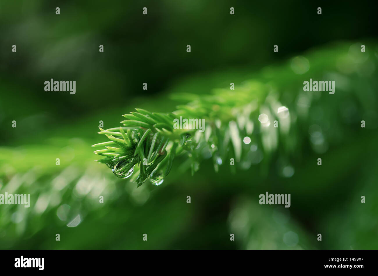 Abstract background from conifer evergreen pine tree branches with dew water drops, natural ...