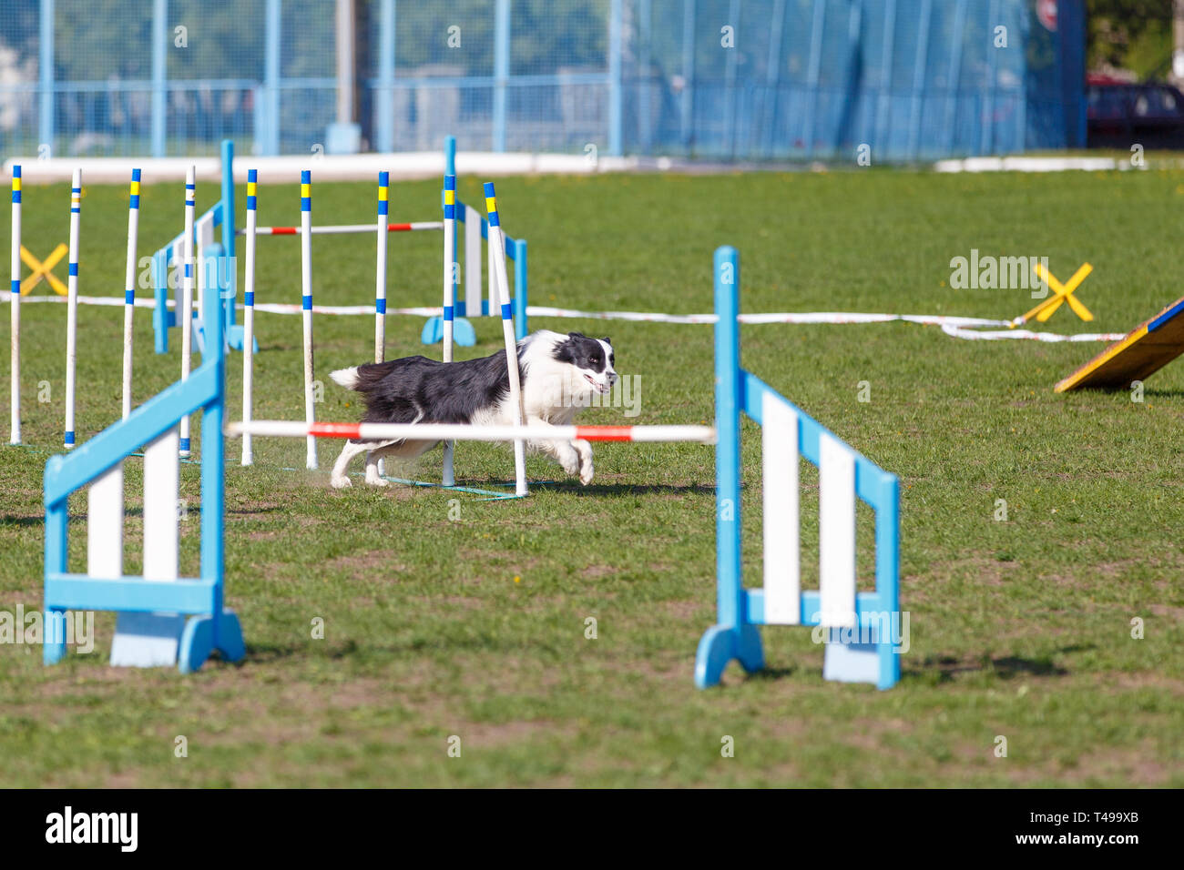 Dog running its course on dog agility sport competition Stock Photo - Alamy
