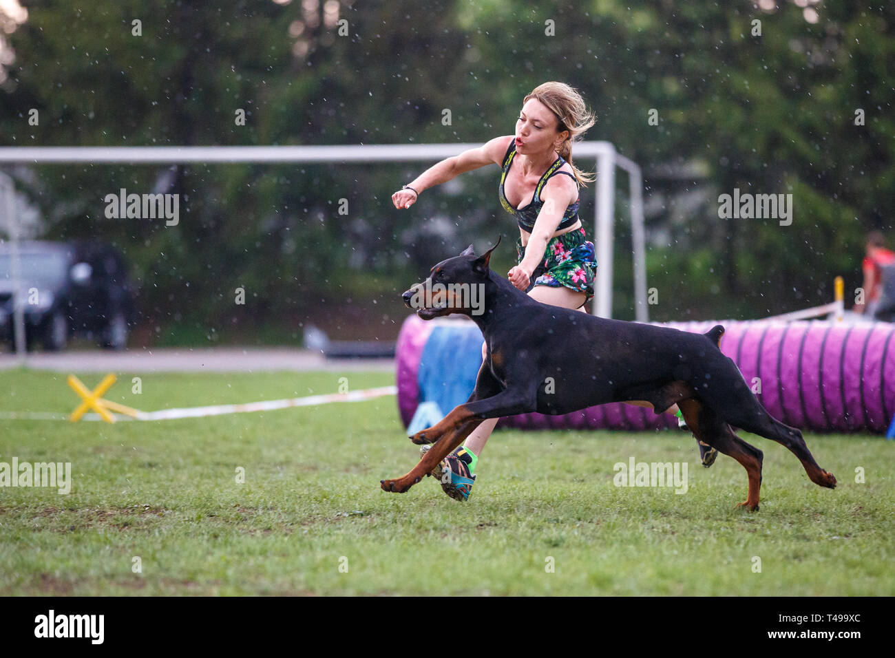 Doberman pinscher with its female handler running dog agility course on ...