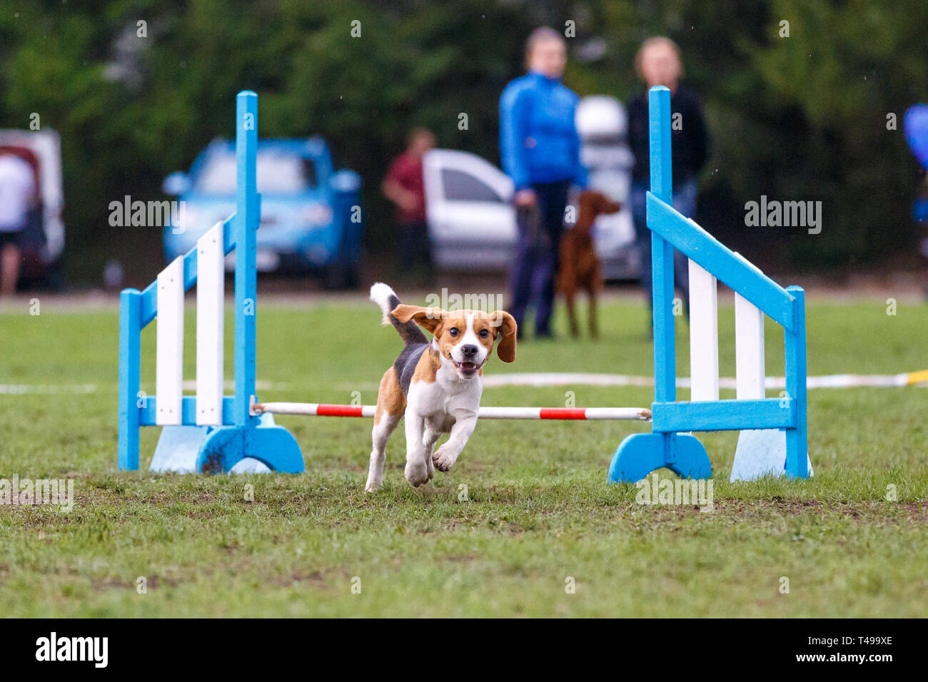 Small cute dog jumping over the obstacle on dog agility sport ...