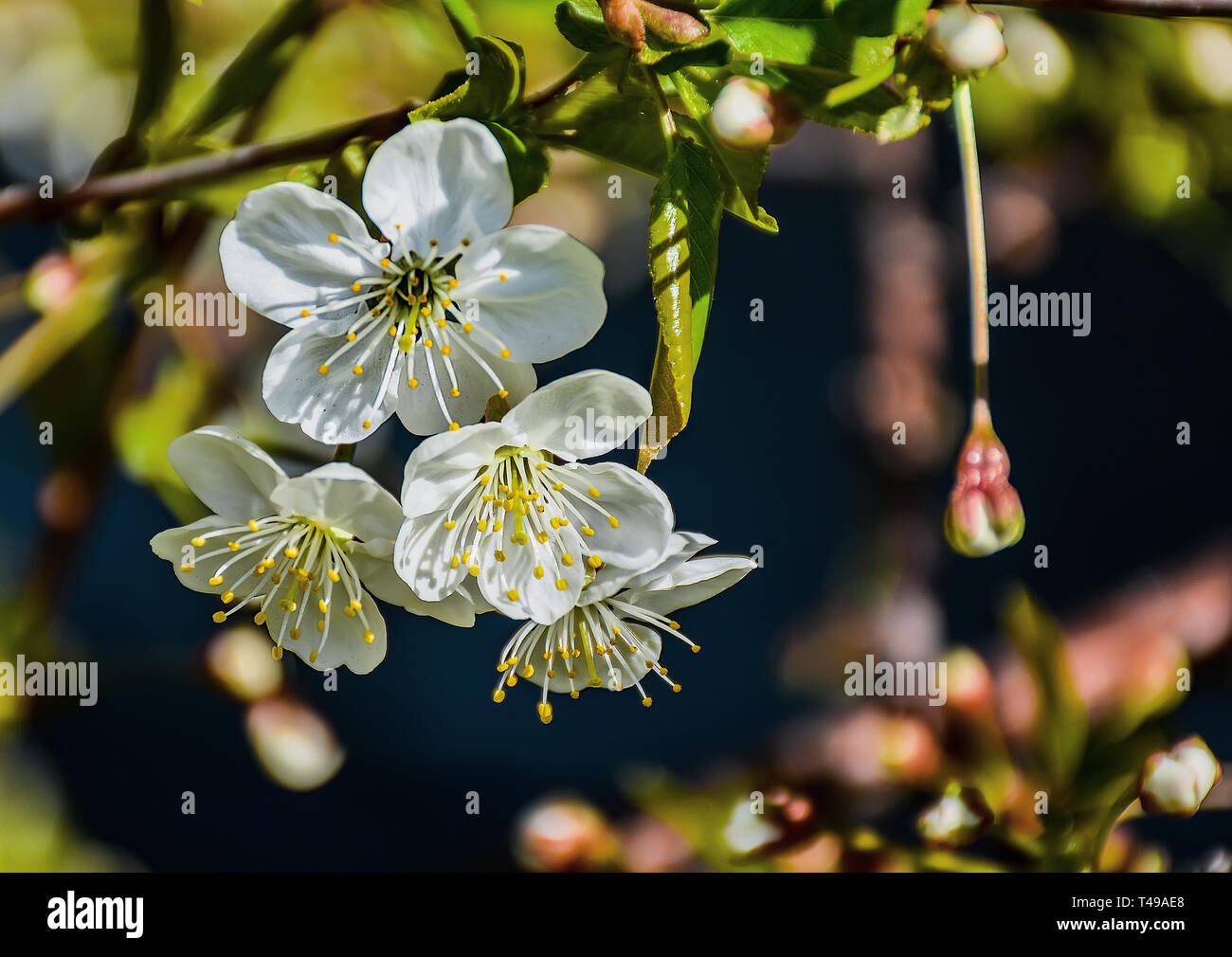 Flowering fruit trees on a city street in St. Petersburg Stock Photo ...
