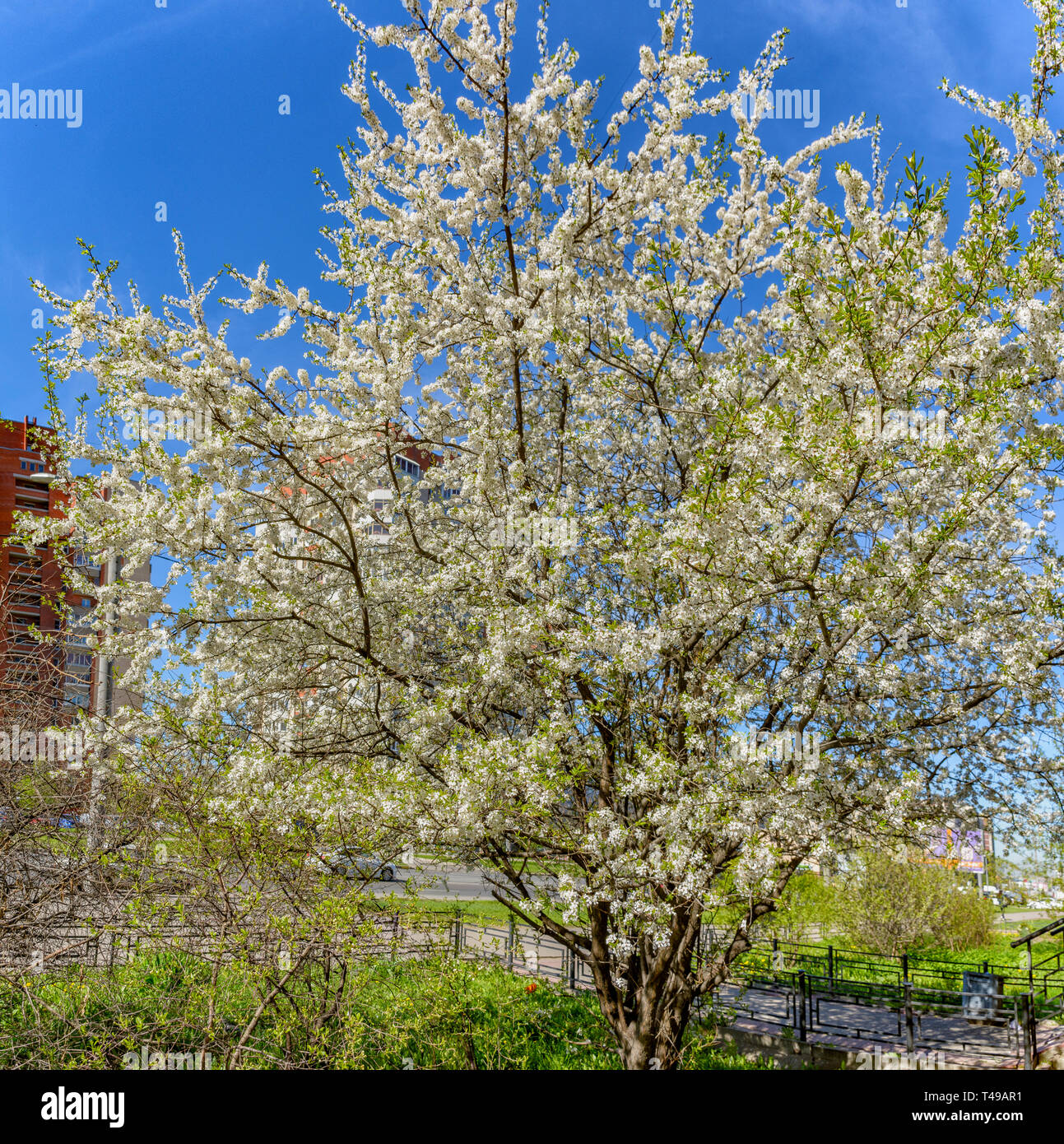 Flowering fruit trees on a city street in St. Petersburg Stock Photo ...