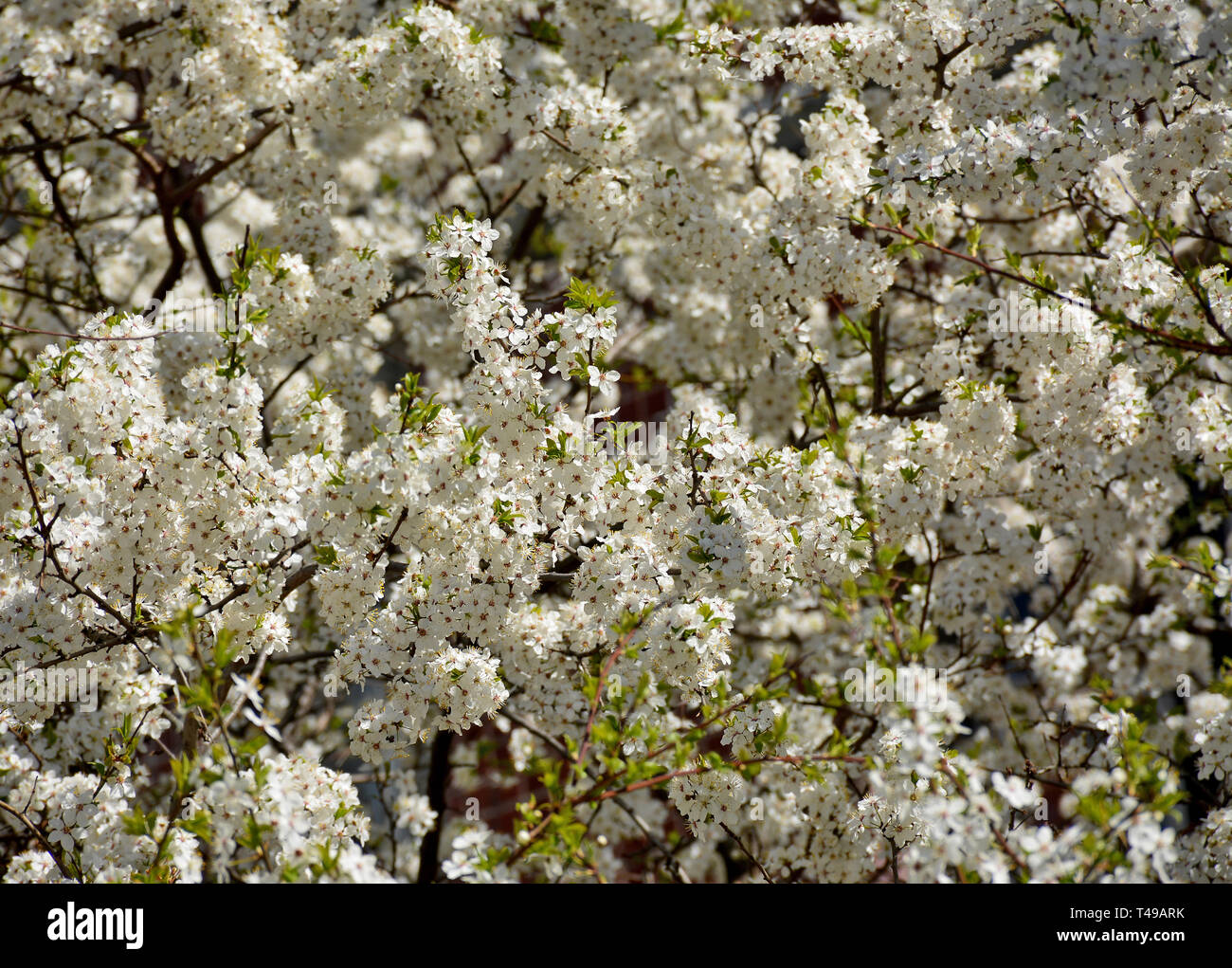 Flowering fruit trees on a city street in St. Petersburg Stock Photo ...