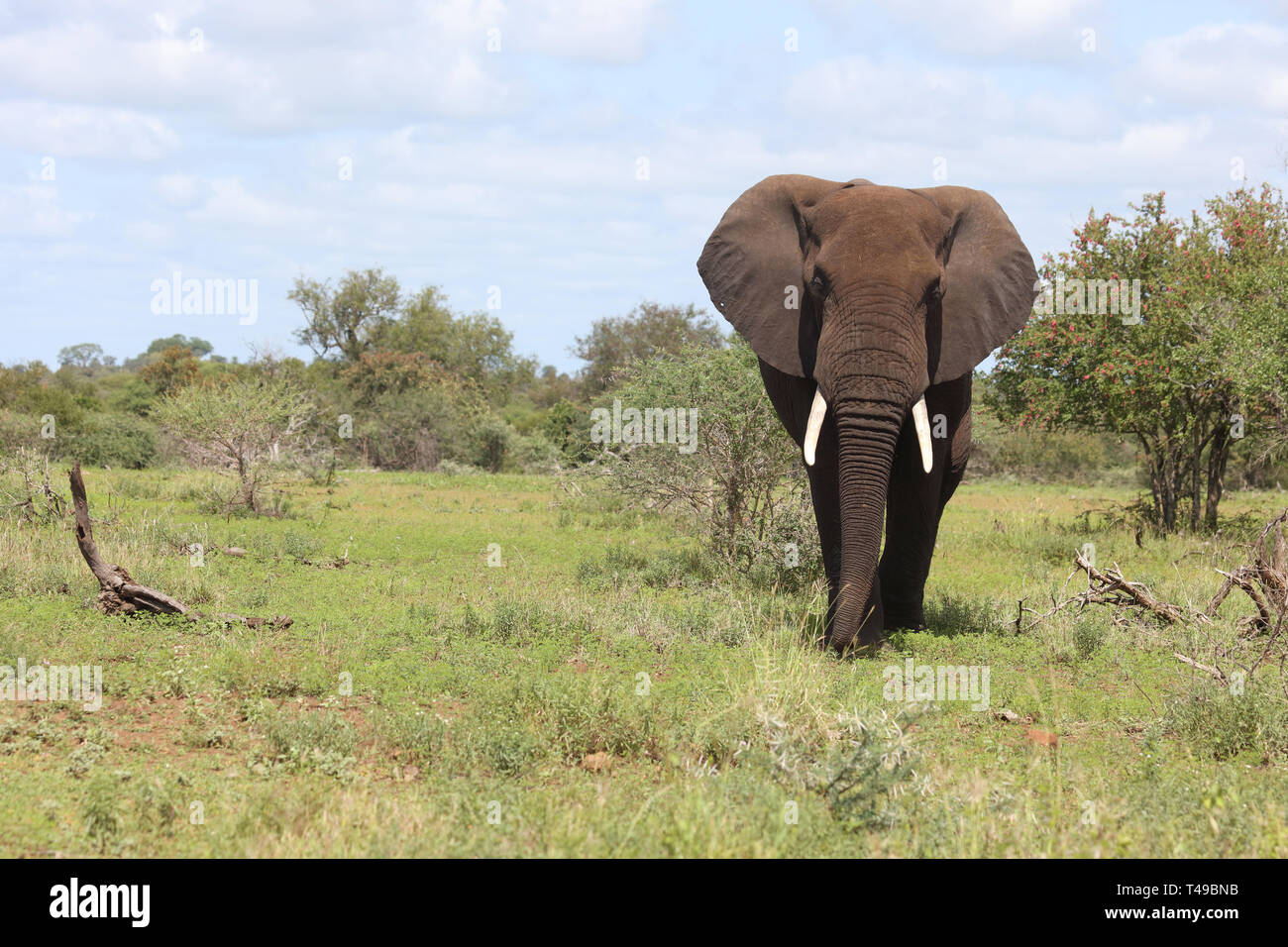 Afrikanischer Elefant / African elephant / Loxodonta africana Stock ...