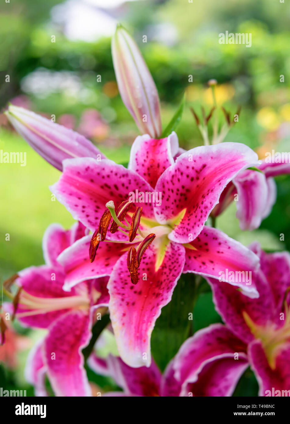 Stargazer lilies lilium flowers hi-res stock photography and images - Alamy