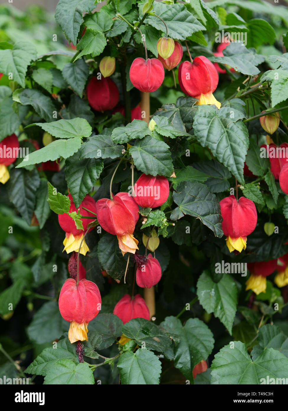 Temperate climates hi-res stock photography and images - Alamy