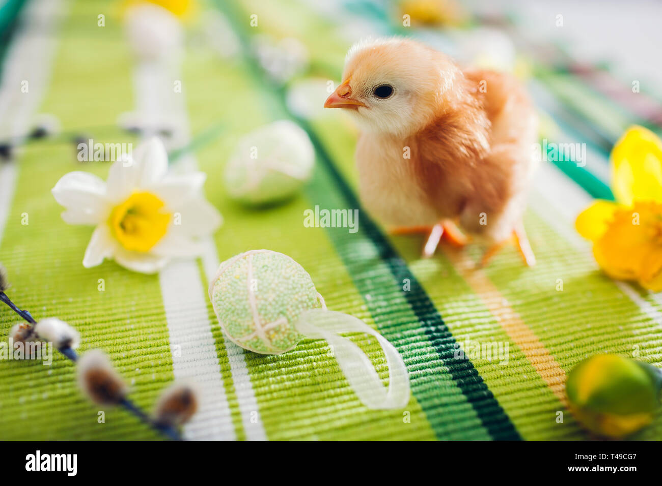 Easter chicken. Little orange chick walking among spring flowers and ...