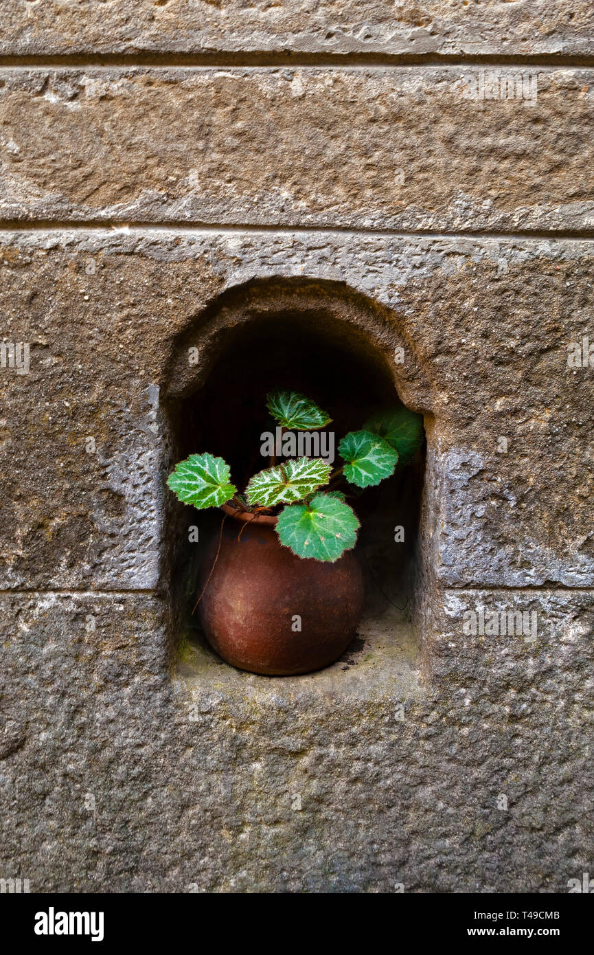 Niche plant hi-res stock photography and images - Alamy