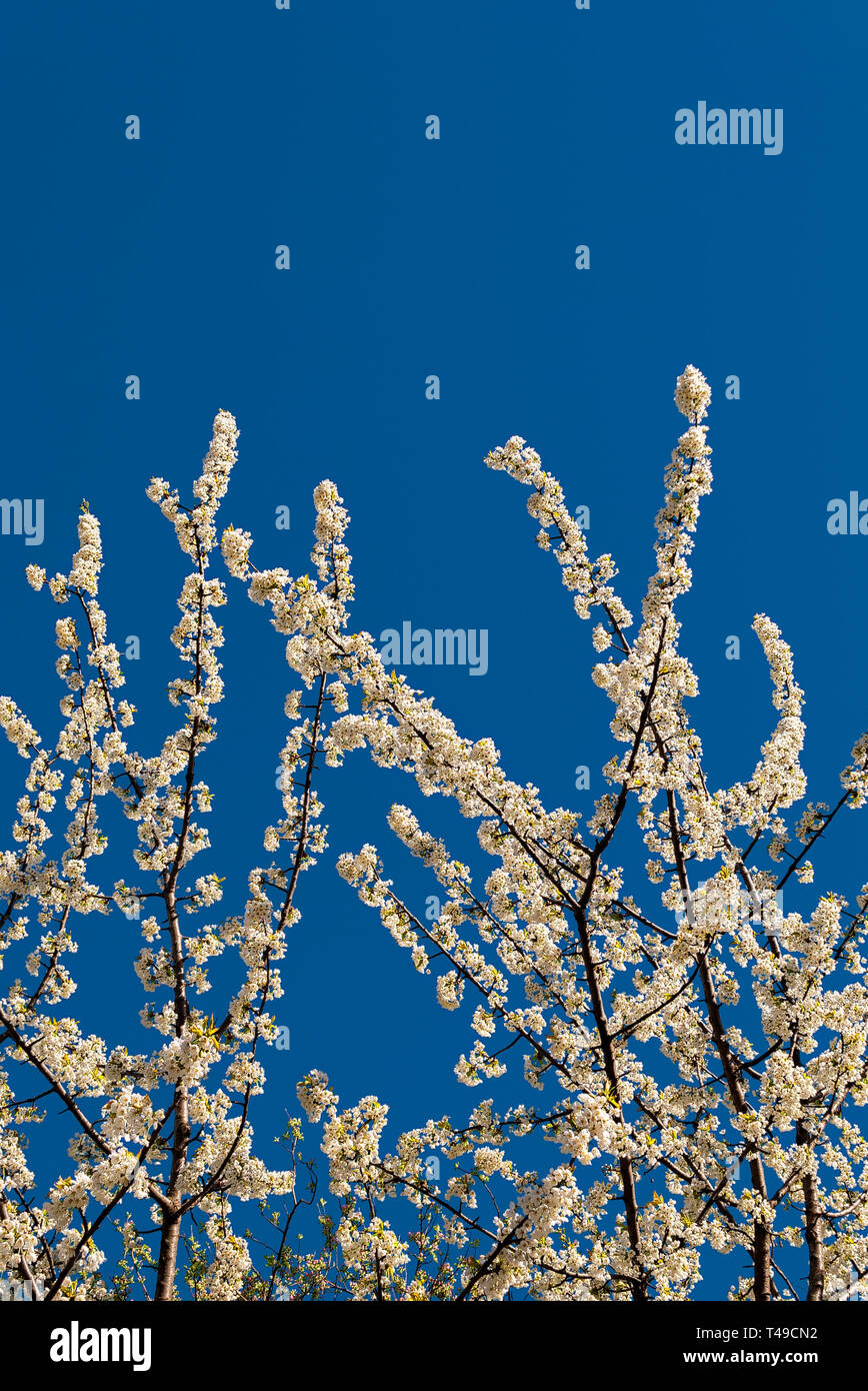 Twigs blue on background hi-res stock photography and images - Alamy