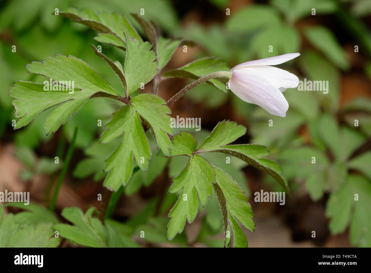 Wood Anemone - Anemone nemorosa Single flower showing pink underside ...