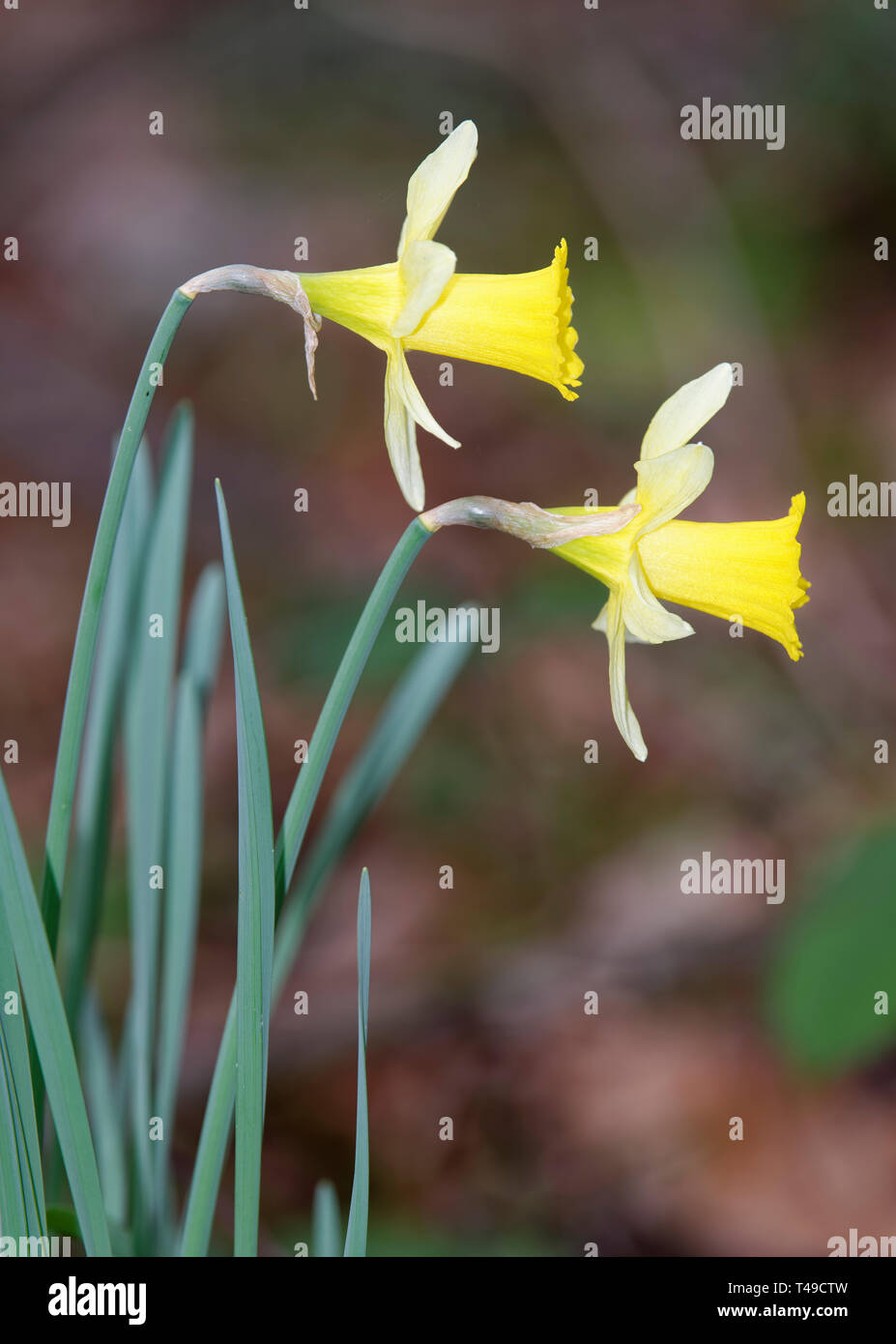 Wild Daffodil - Narcissus pseudonarcissus Two flowers with diffused ...