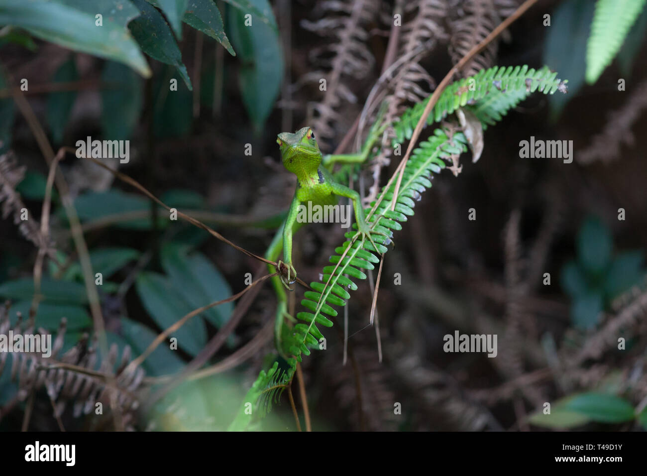 Beautiful green coloured Lizard in tropical rainforest. Sri Lanka Stock ...