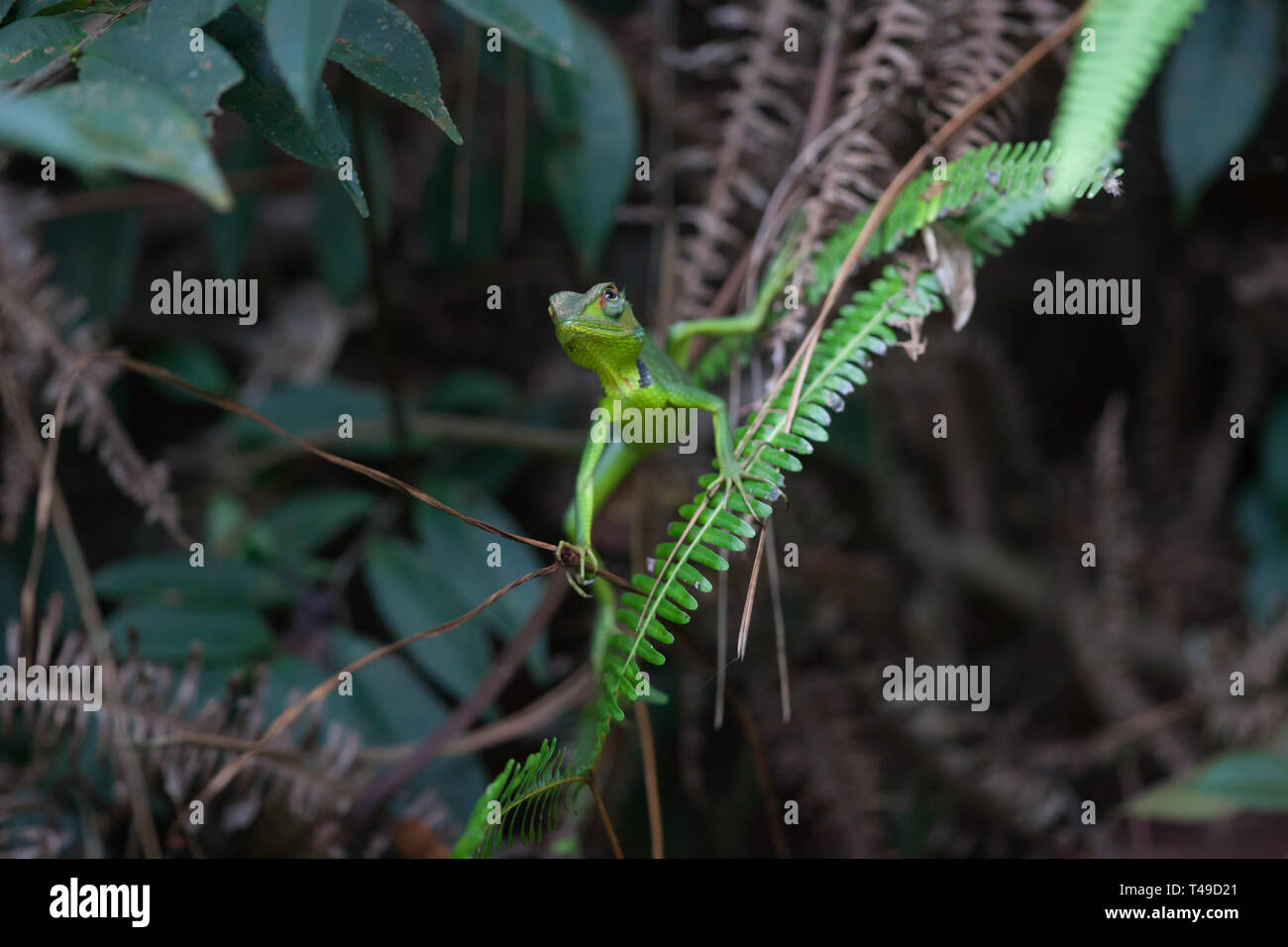 Lizard on fern. Sri Lanka Stock Photo - Alamy
