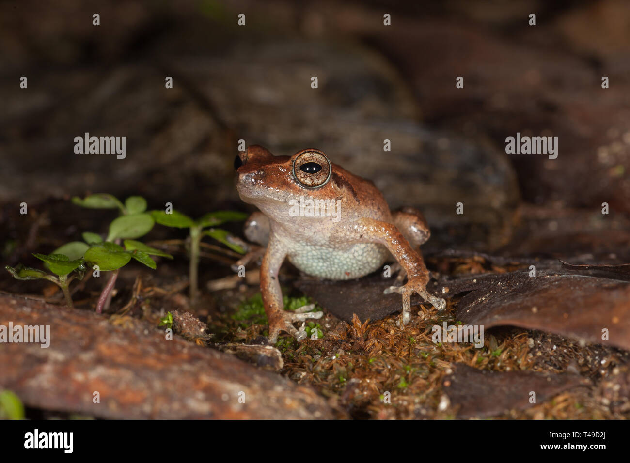 Small brown frog on forest floor. Sri Lanka Stock Photo - Alamy