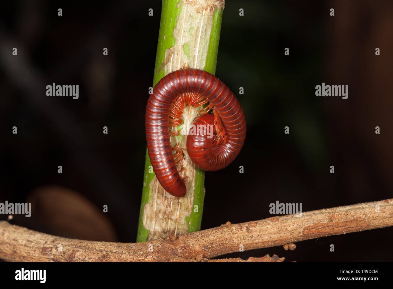 Orange coloured millipede on plant stem in tropical forest. Sri Lanka ...