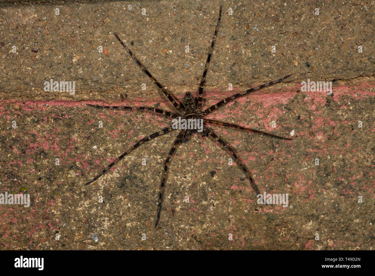 Large Spider on wall. Sri Lanka Stock Photo - Alamy