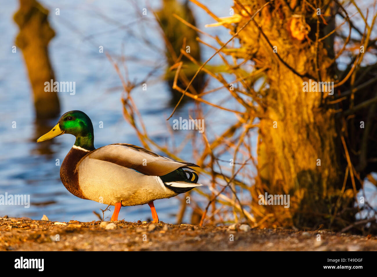 Mallard duck stands edge hi-res stock photography and images - Alamy