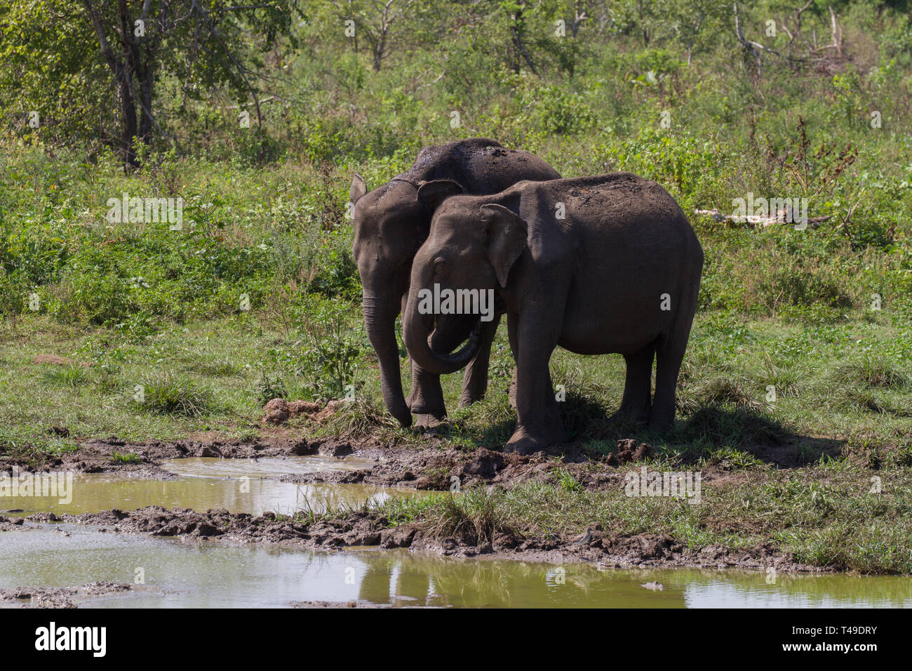 Sri Lankan Elephants at water hole in National Park. Sri Lanka Stock ...