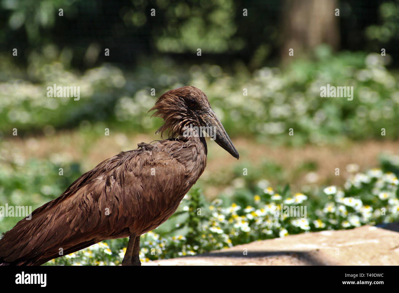 A Hamerkop (Scopus umbretta). There are many legends about Hamerkops ...