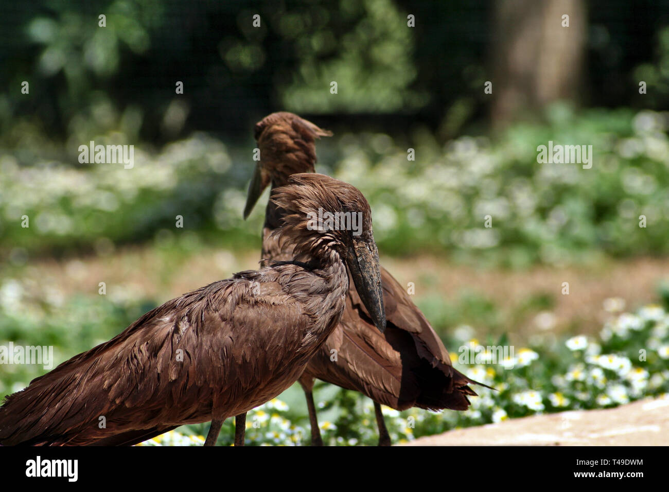 Hamerkop bird nest scopus umbretta hi-res stock photography and images ...