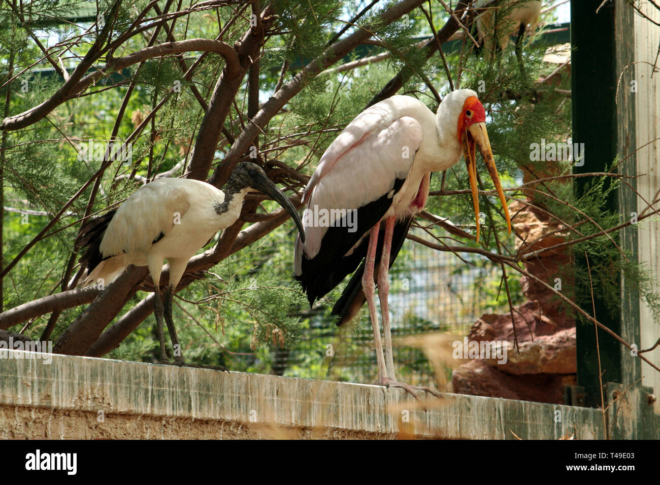 A yellow-billed stork (Mycteria ibis) and a young white ibis (looks ...