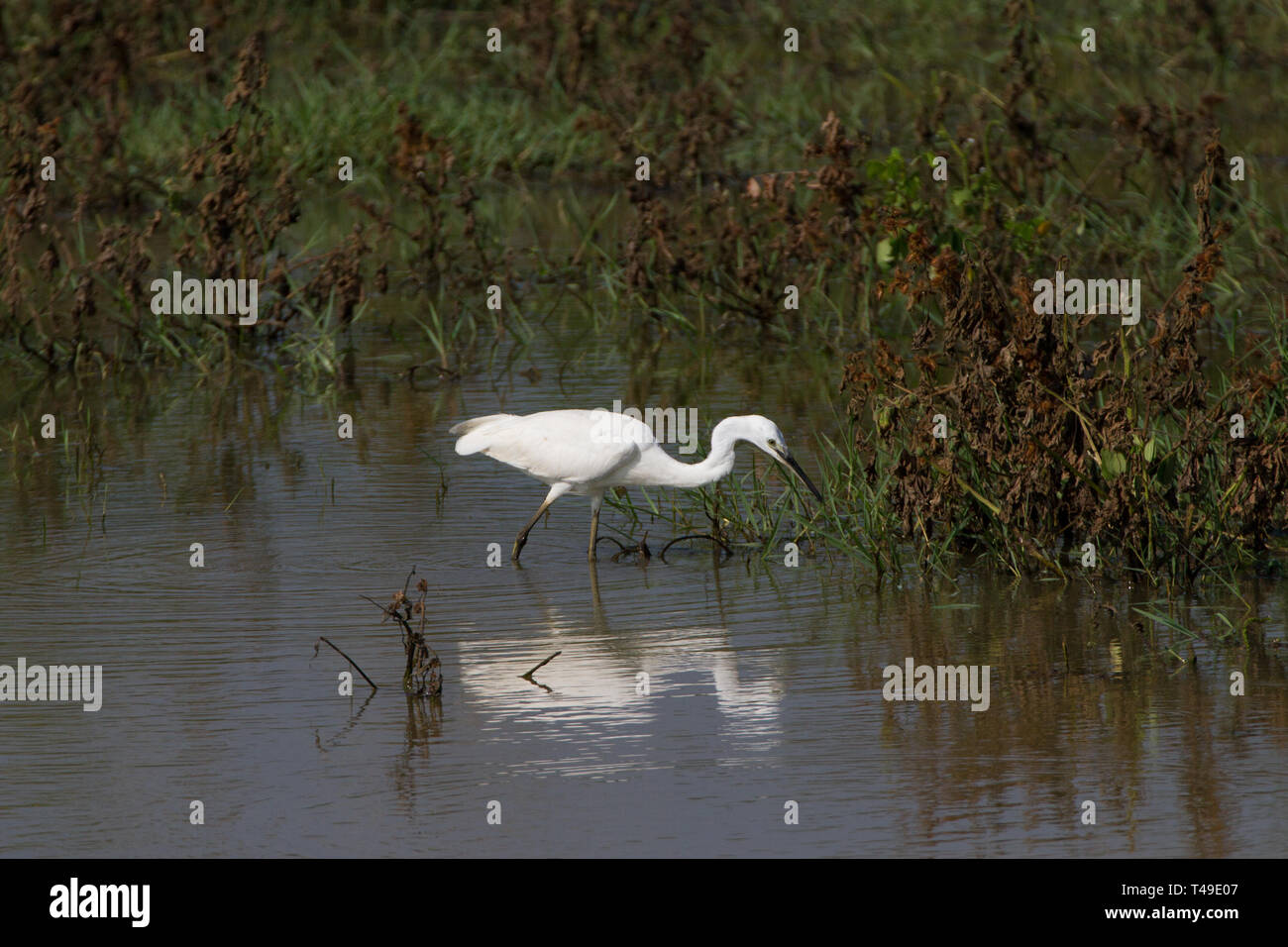 Shallow lake bird watching hi-res stock photography and images - Alamy