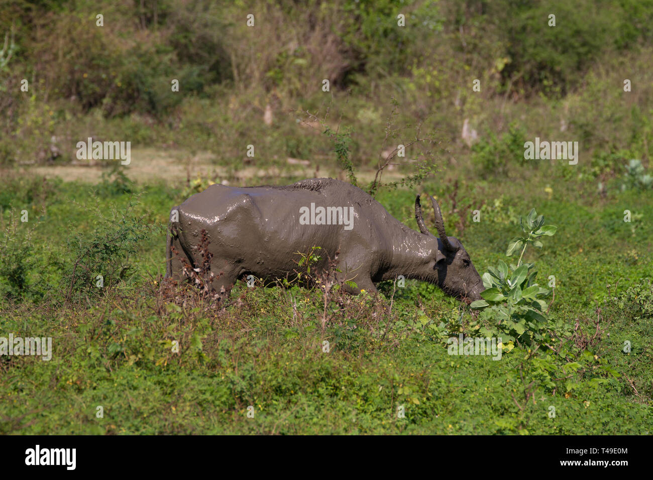 Bufallo hi-res stock photography and images - Alamy