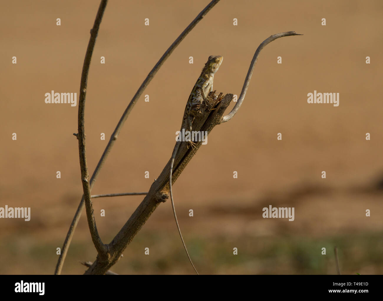 Small brown lizard perched on branch. Sri Lanka Stock Photo - Alamy
