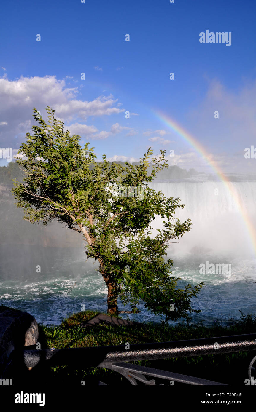 Tree on the edge of the Gorge with a rainbow and the American Falls at ...