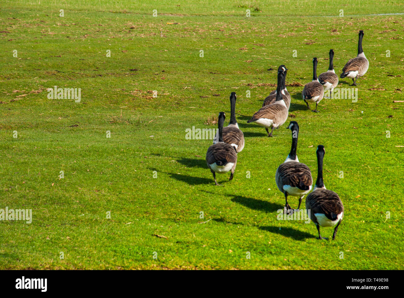 Marching duck hi-res stock photography and images - Alamy