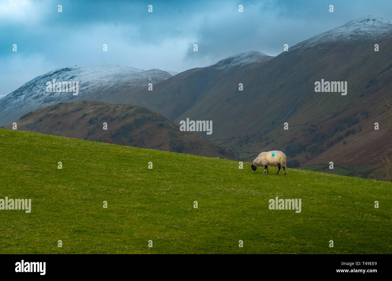 Landscape with English countryside of sheep on the hillside Stock Photo ...