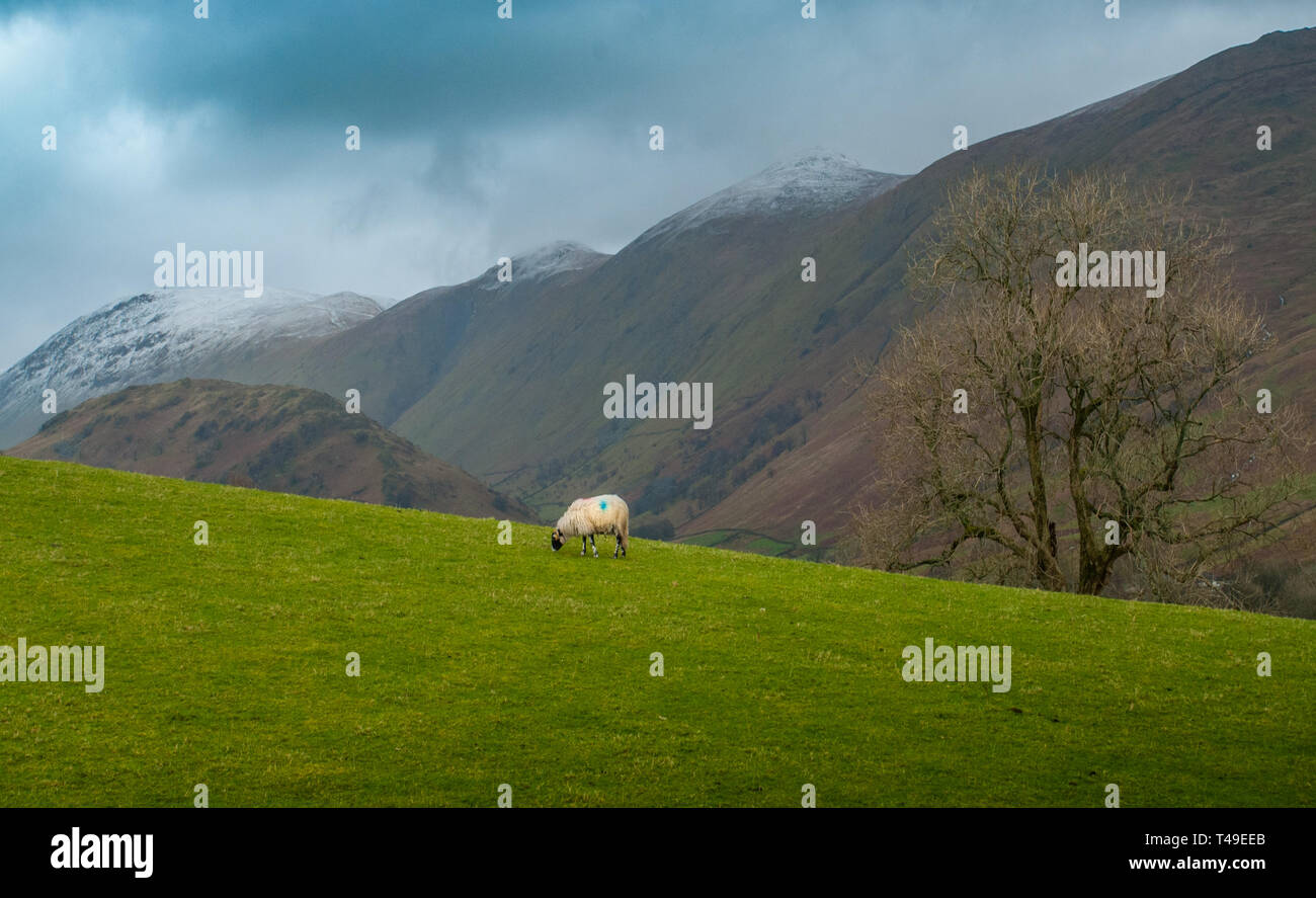 Landscape with English countryside of sheep on the hillside Stock Photo ...