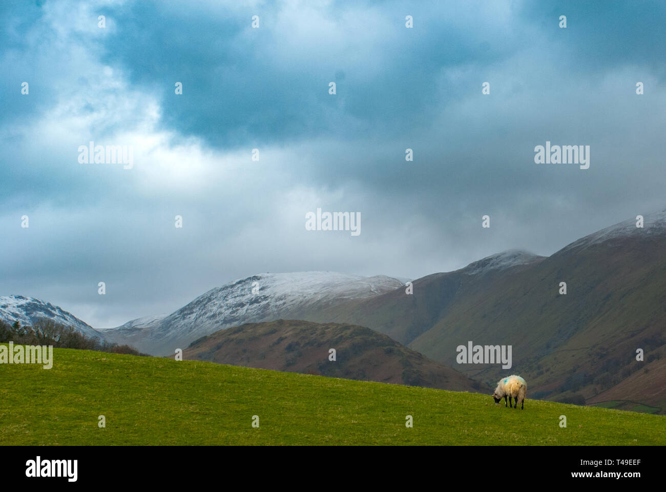 Landscape with English countryside of sheep on the hillside Stock Photo ...
