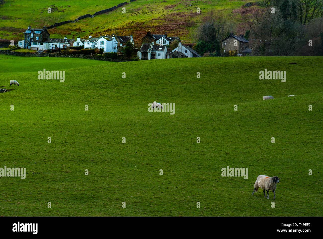 Landscape with English countryside of sheep on the hillside Stock Photo ...