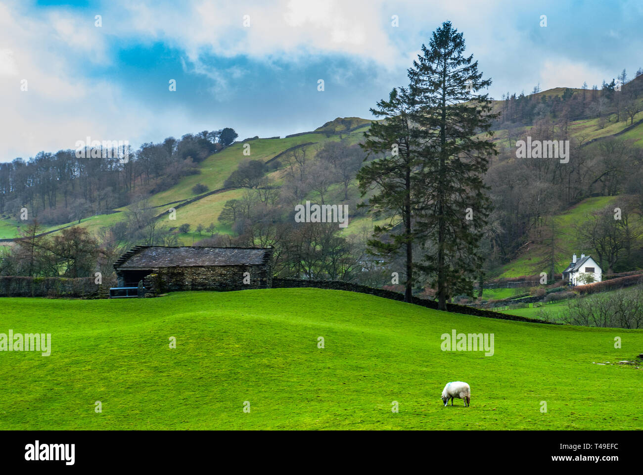 Landscape with English countryside of sheep on the hillside Stock Photo ...