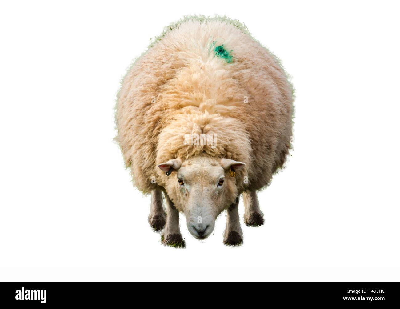 The front view of the sheep is looking at the camera with a white ...