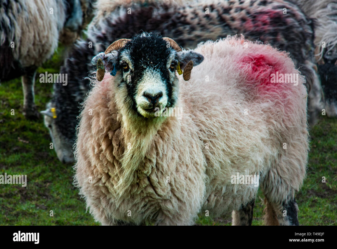 Portrait of cute sheep in herd looking at camera Stock Photo - Alamy