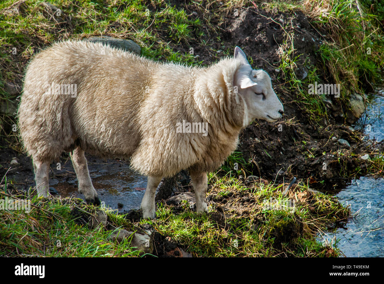 Side view of a Sheep against white background Stock Photo - Alamy