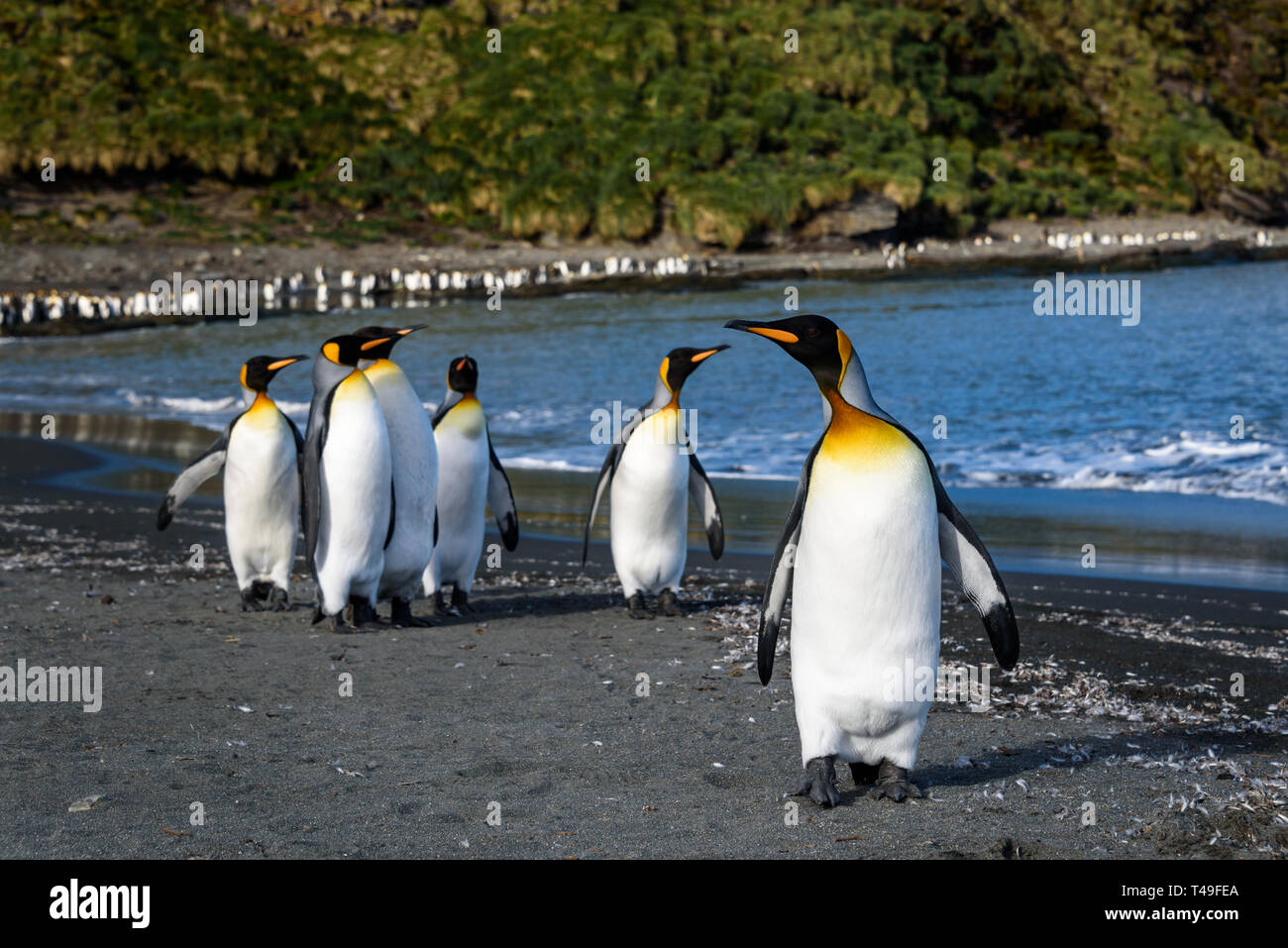 Raft of King Penguins walking on the beach at St. Andrews Bay, South ...