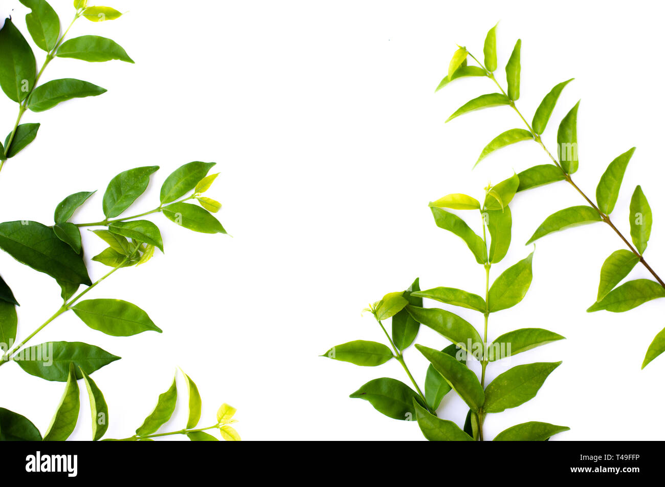 Green leaf texture. Leaf texture background top view Stock Photo - Alamy