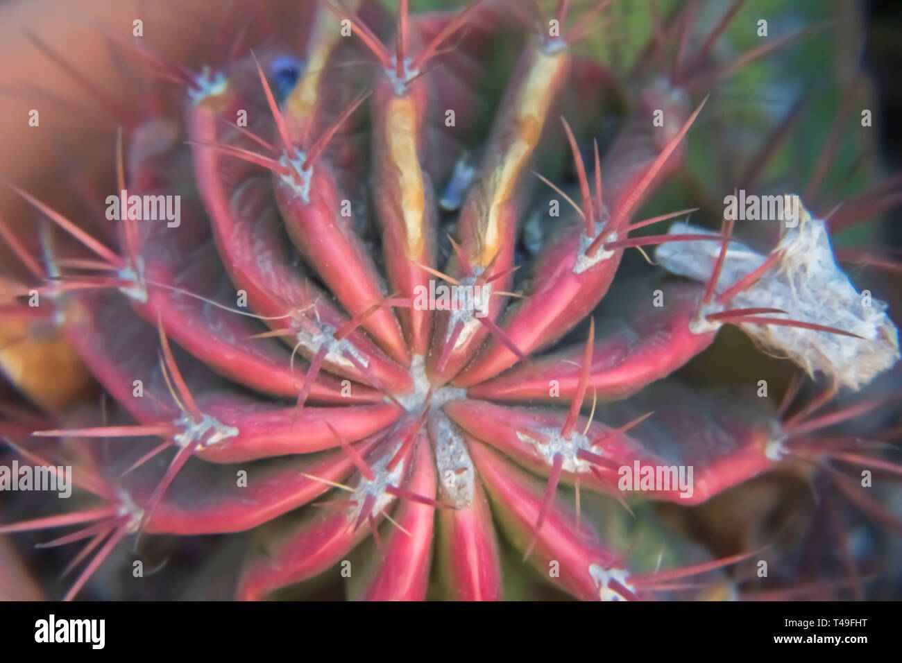 Outdoorplants hi-res stock photography and images - Alamy