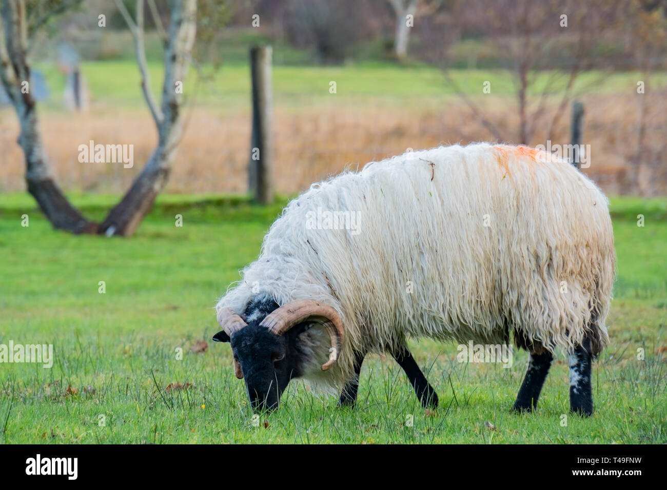 Morning view of a farm with one sheep at Ireland Stock Photo - Alamy