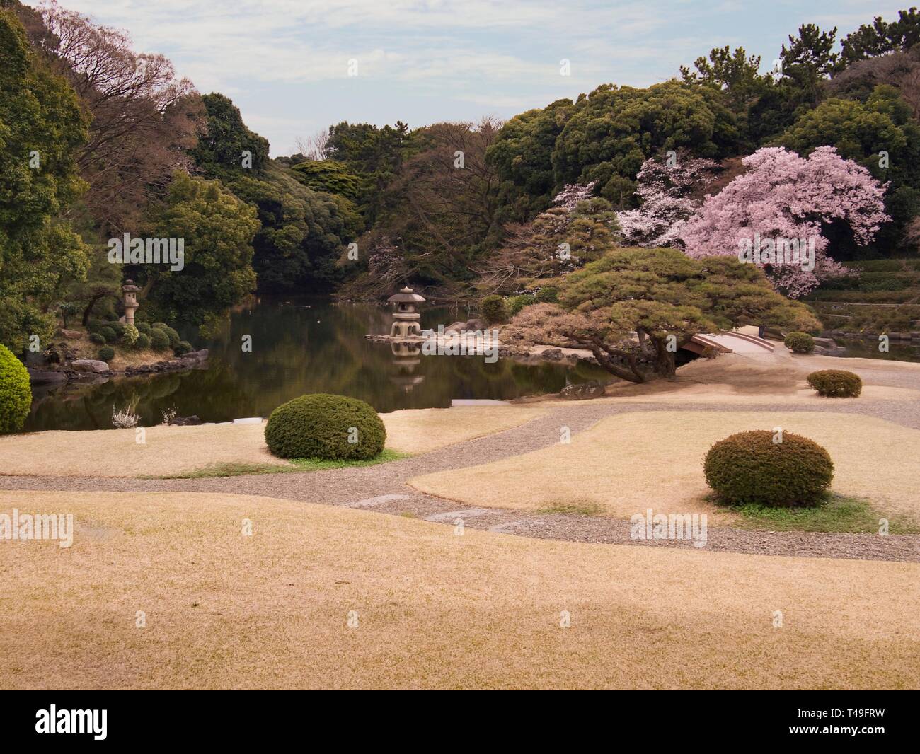 Tokyo cherry blossoms hi-res stock photography and images - Alamy