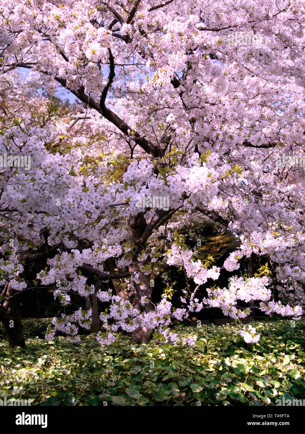 Beauty of sakura hi-res stock photography and images - Alamy