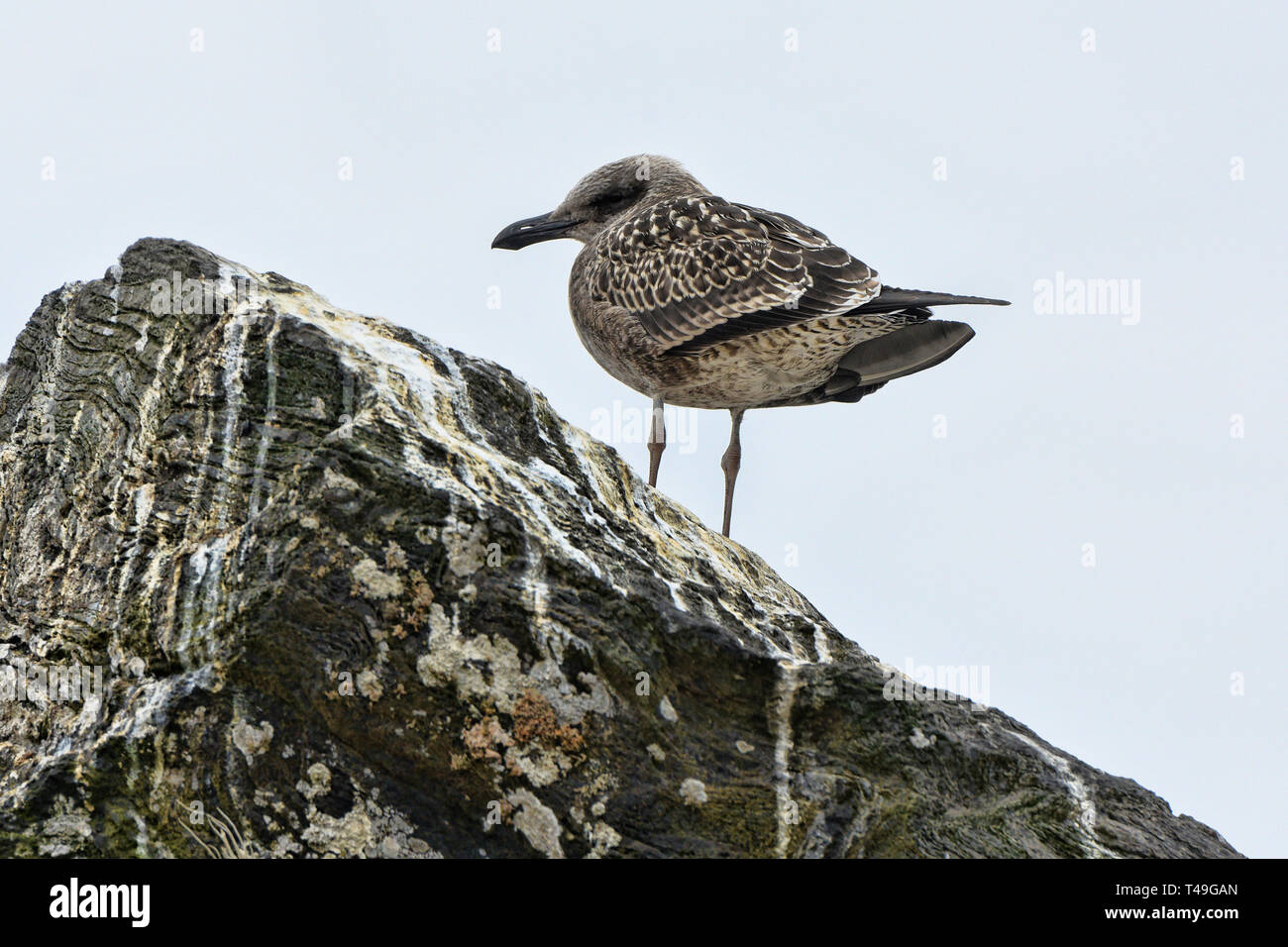 Peruvian diving petrel (Pelecanoides garnotii) on Isla Damas, Humboldt ...