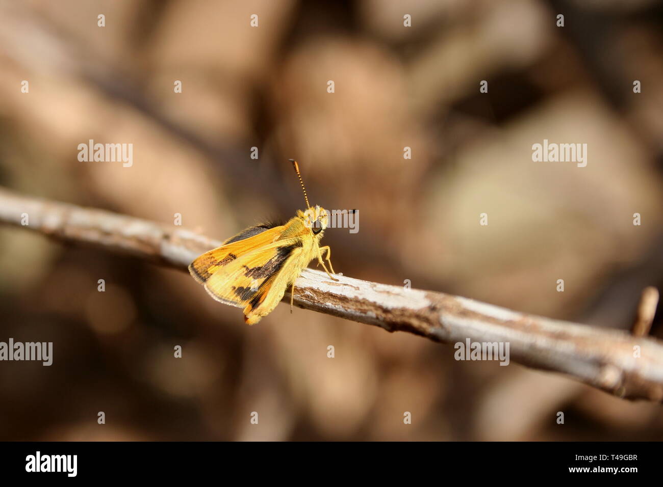 Skipper butterfly australia hi-res stock photography and images - Alamy