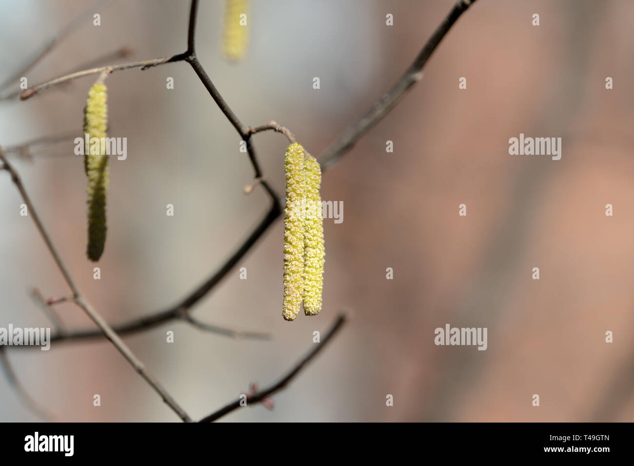 Branches of alder hi-res stock photography and images - Alamy